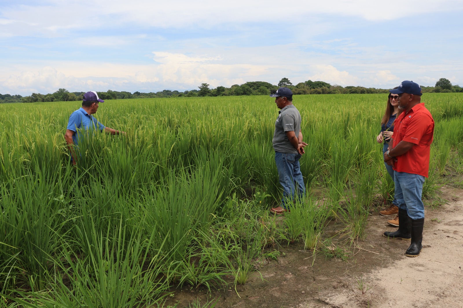 Pasar del ruego al riego, una alternativa para lograr eficiencia en la producción de arroz ...
