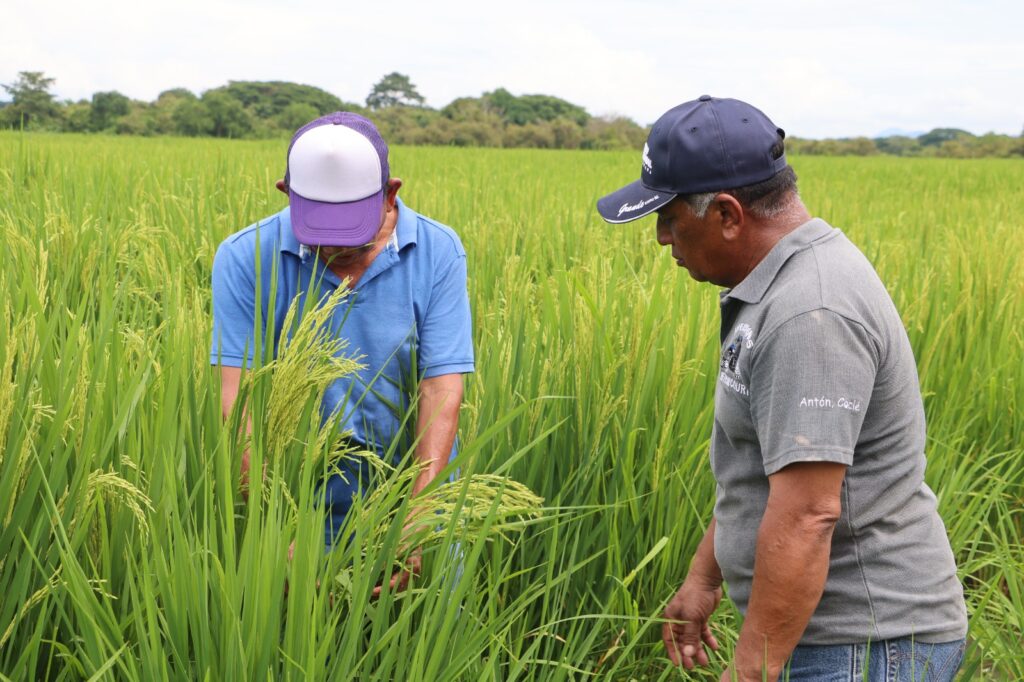 Pasar del ruego al riego, una alternativa para lograr eficiencia en la producción de arroz ...