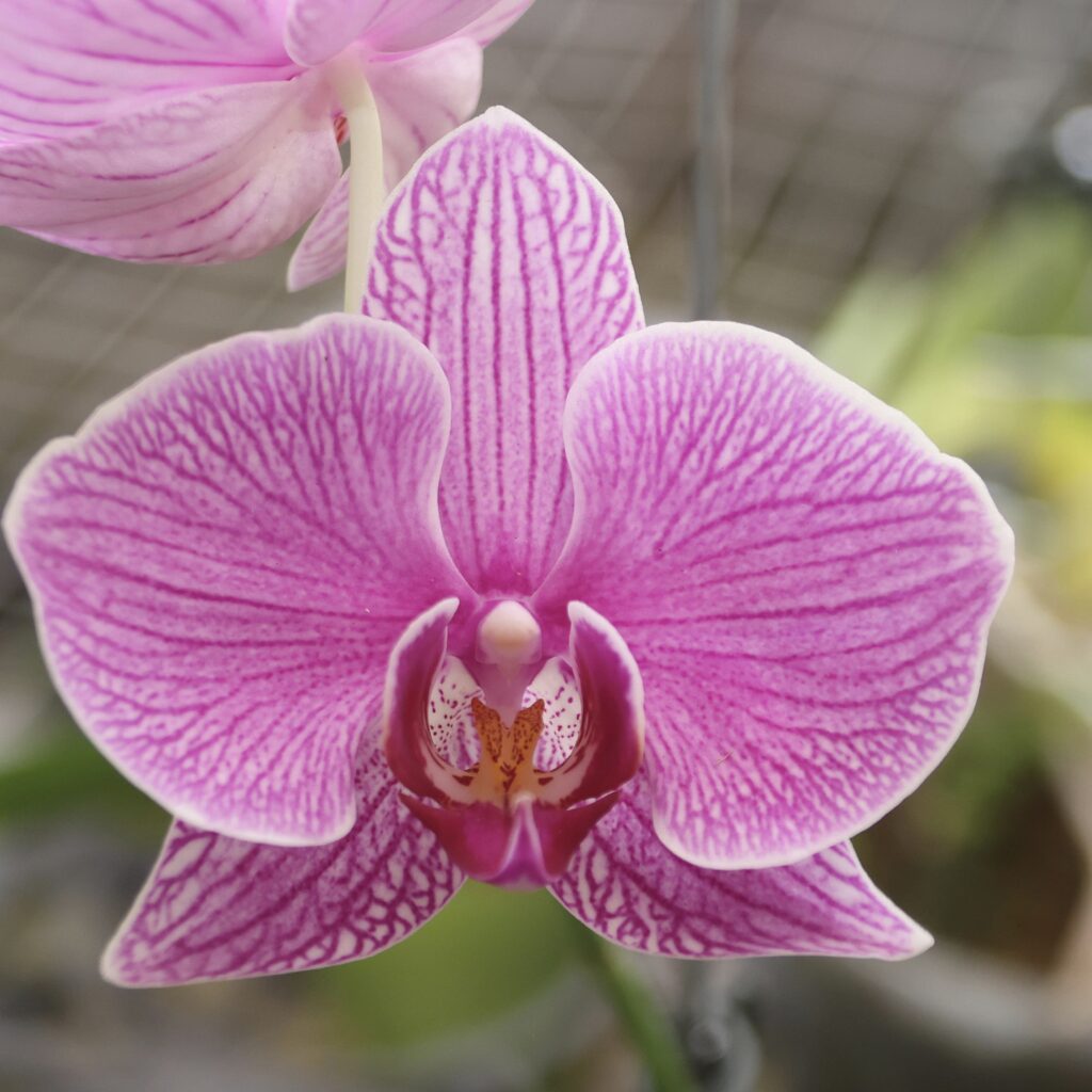 Vivero del MIDA: un paraíso para la orquídea panameña - Ministerio de ...
