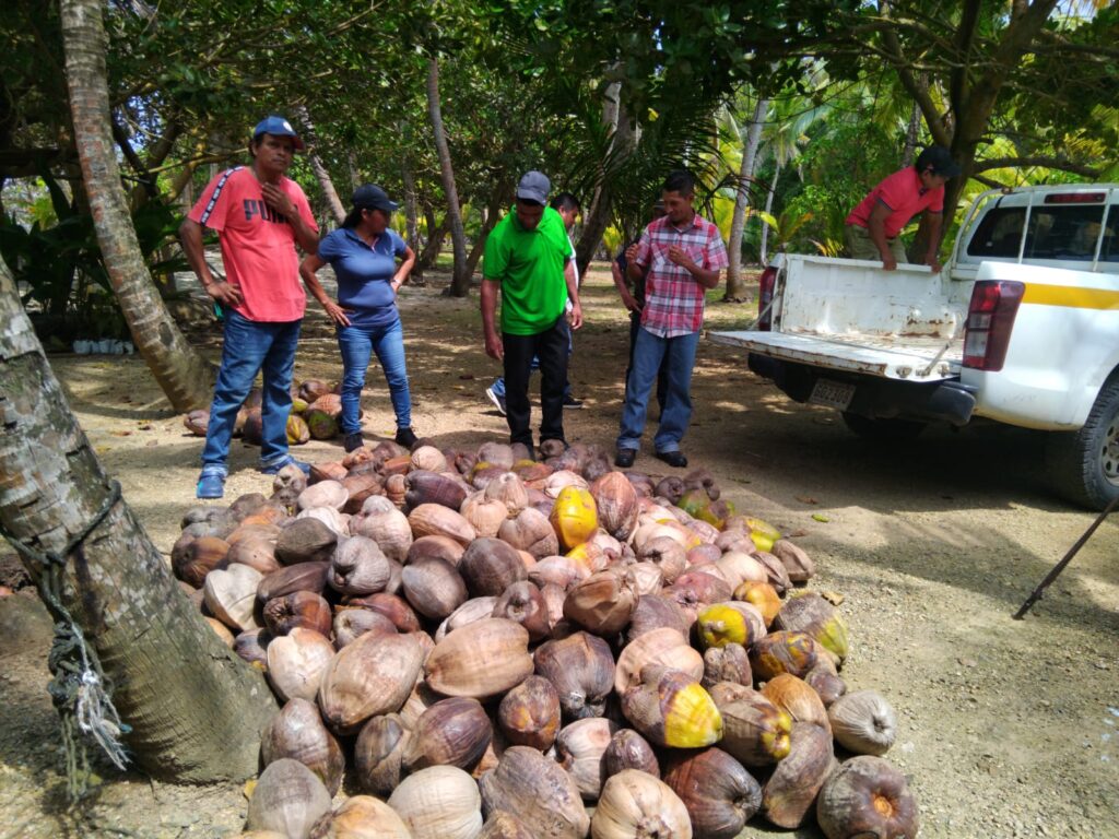MIDA capacita sobre selección de semillas de coco en Colón - Ministerio ...