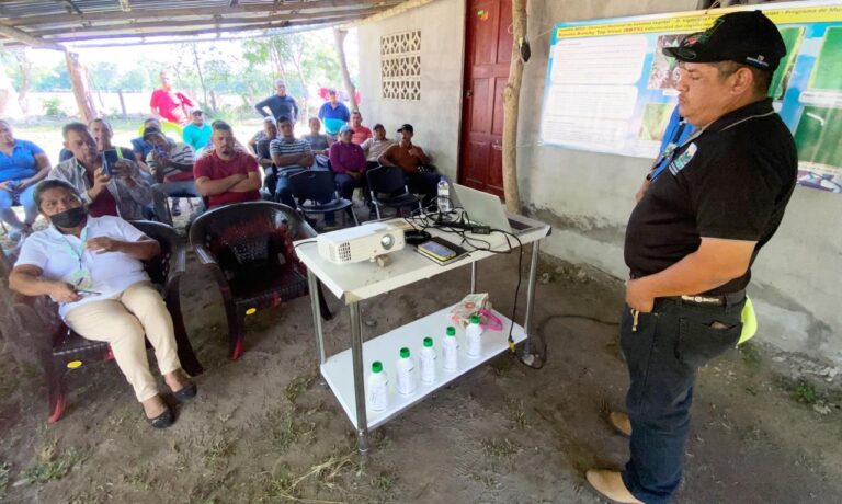 MIDA emite recomendaciones para la nueva siembra de plátano ...