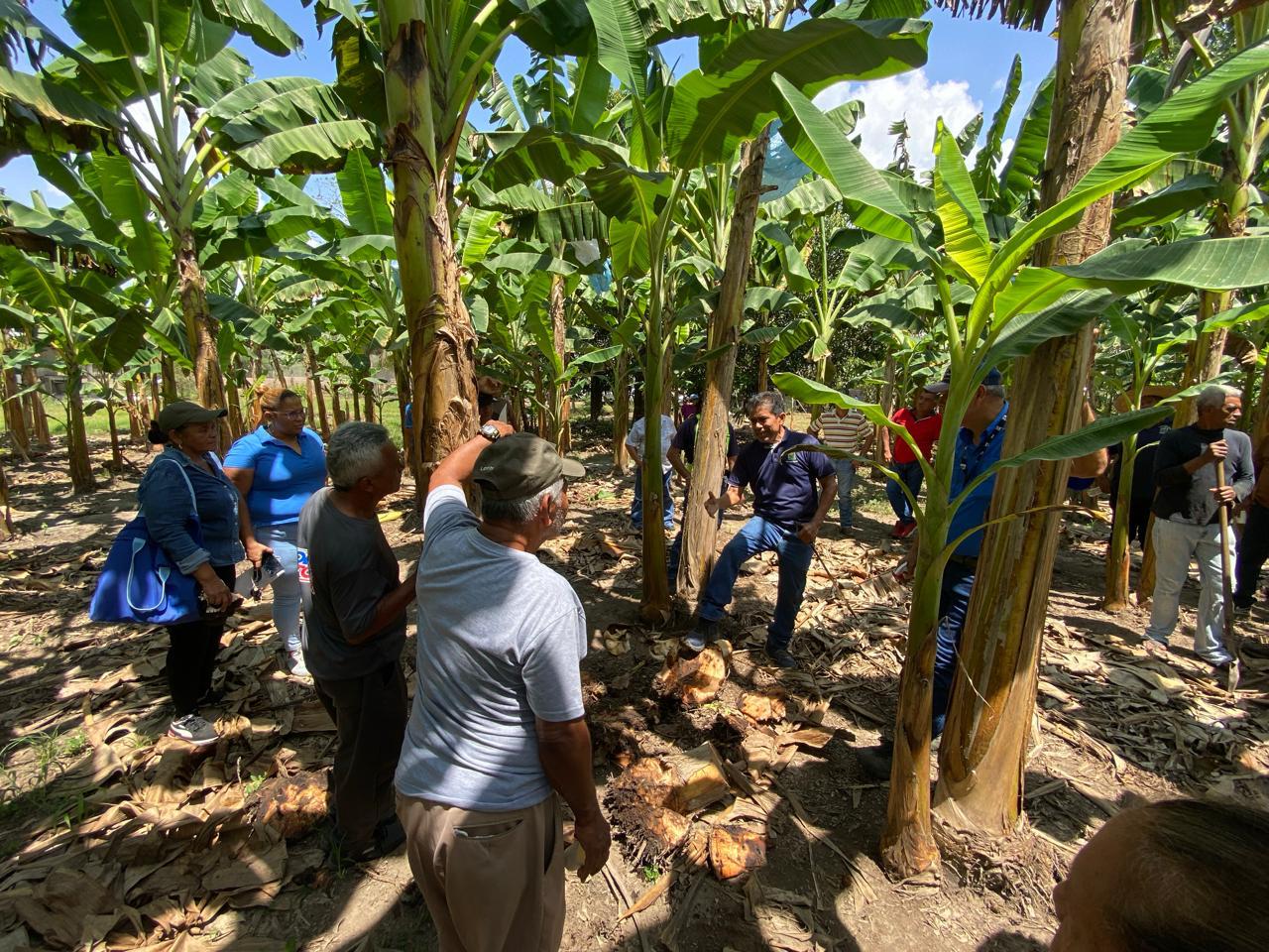 MIDA emite recomendaciones para la nueva siembra de plátano ...