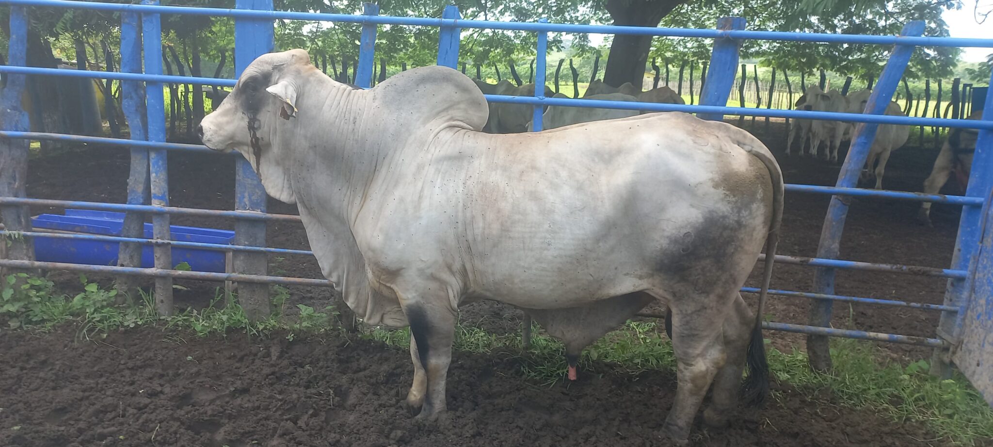 Productores santeños fortalecen conocimientos para enfrentar ...