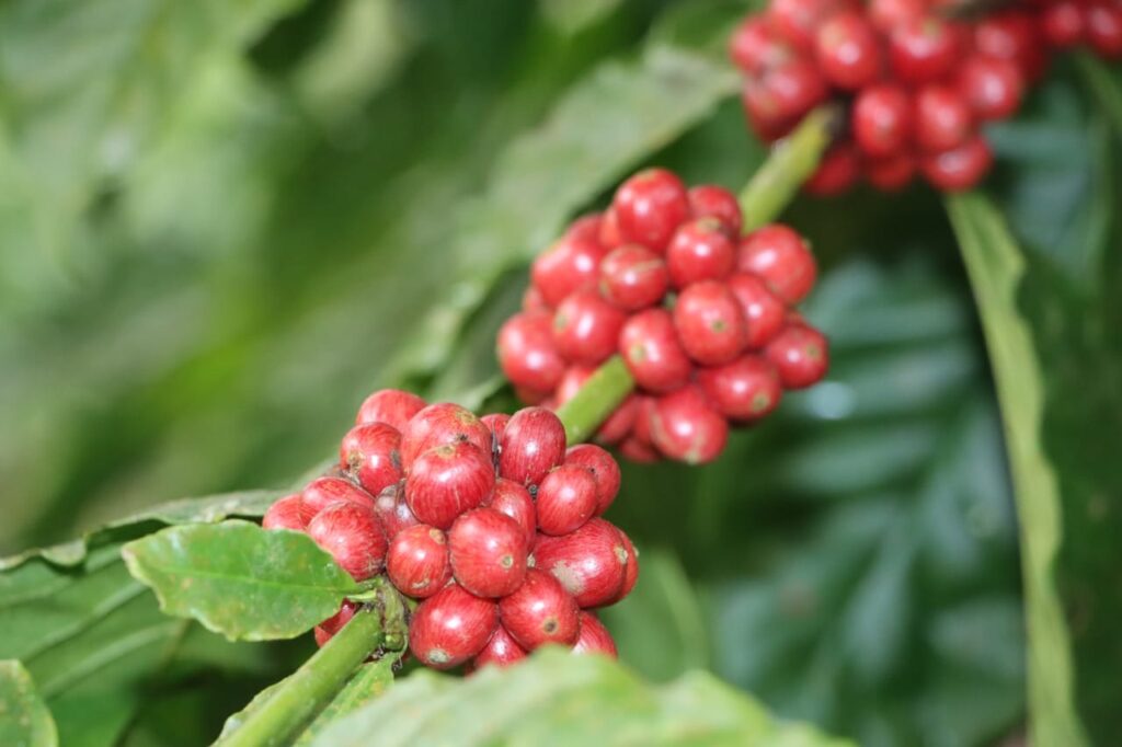 Coclé una de las provincias con mayor producción de Café Robusta en ...