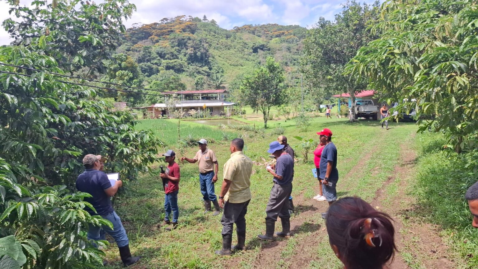 MIDA establece cuarta finca demostrativa de proyecto PIASI en Coclé ...