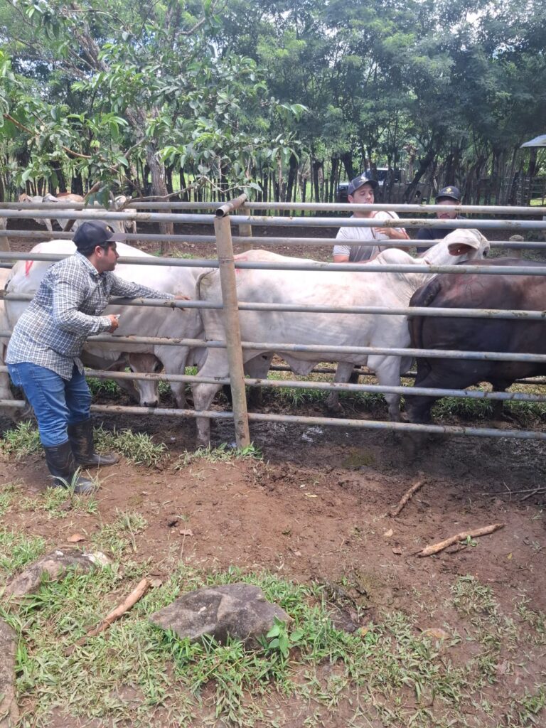 MIDA fortalece el sector pecuario en Veraguas - Ministerio de ...