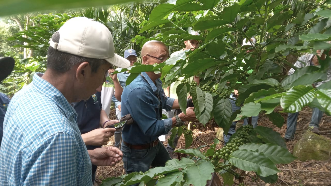 Realizan prospección de café en El Copé para verificar presencia de ...
