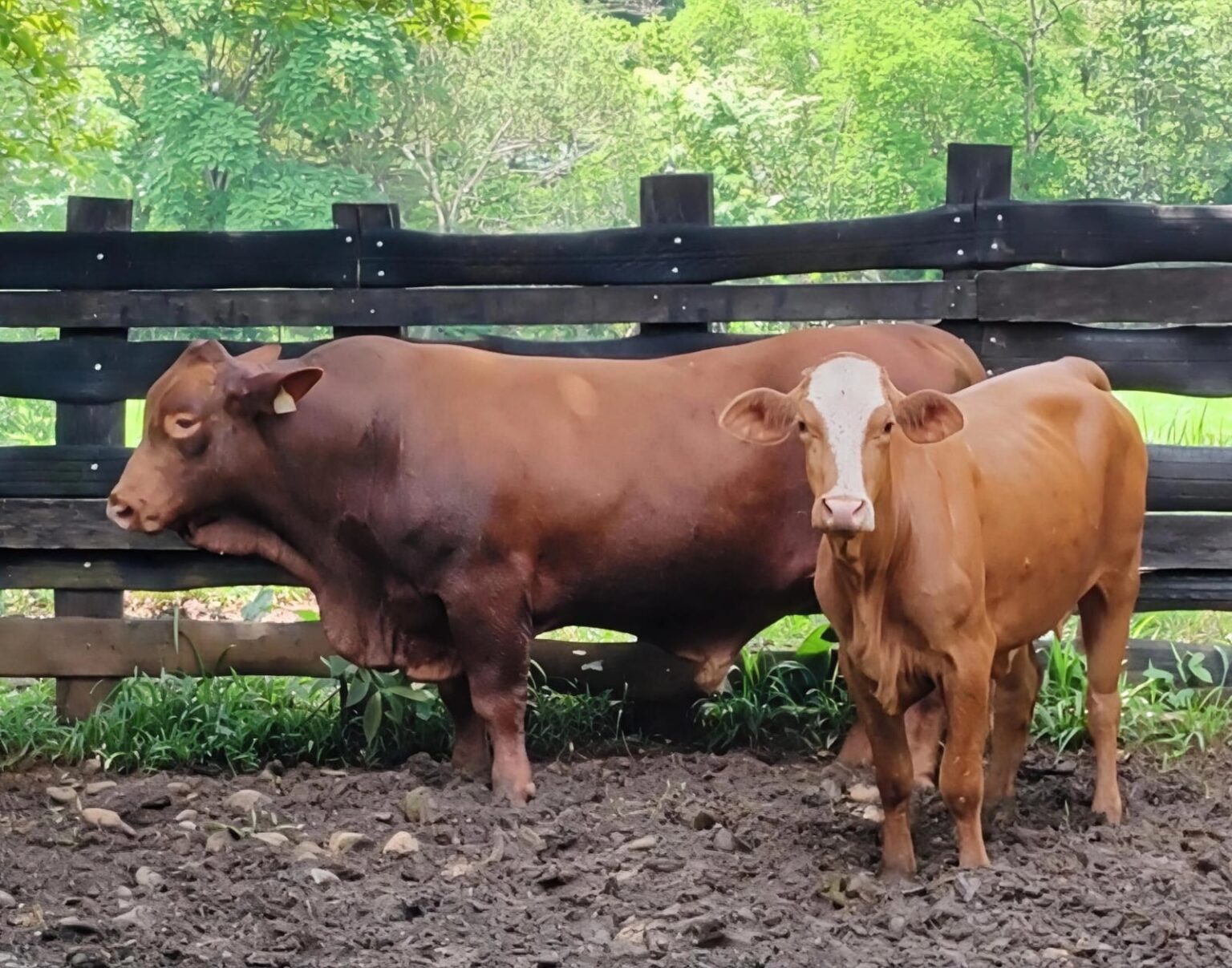 Delegación del U.S. Livestock Genetics Export realiza gira técnica en ...