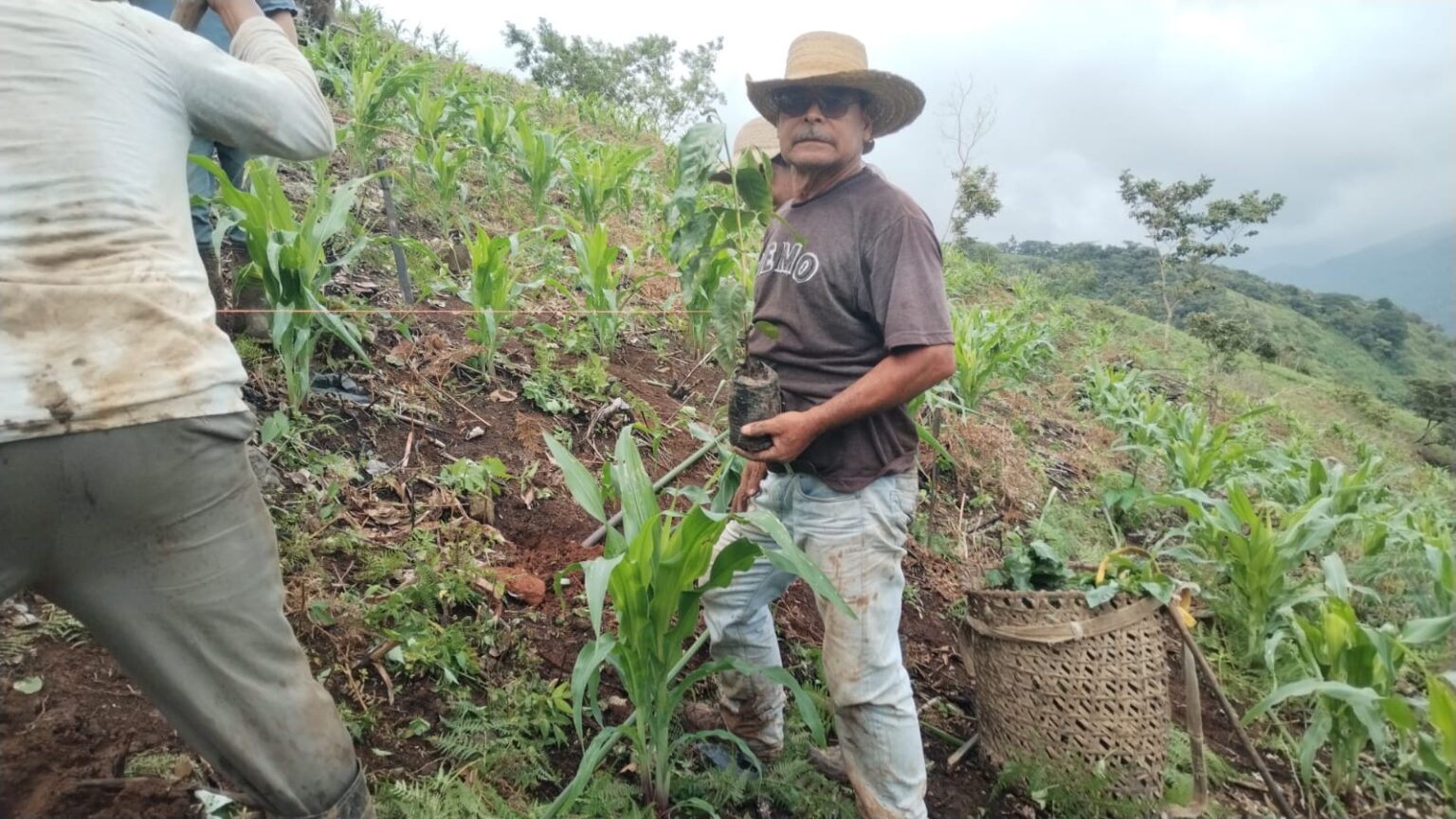 Fortalecen producción de café en Coclé - Ministerio de Desarrollo ...