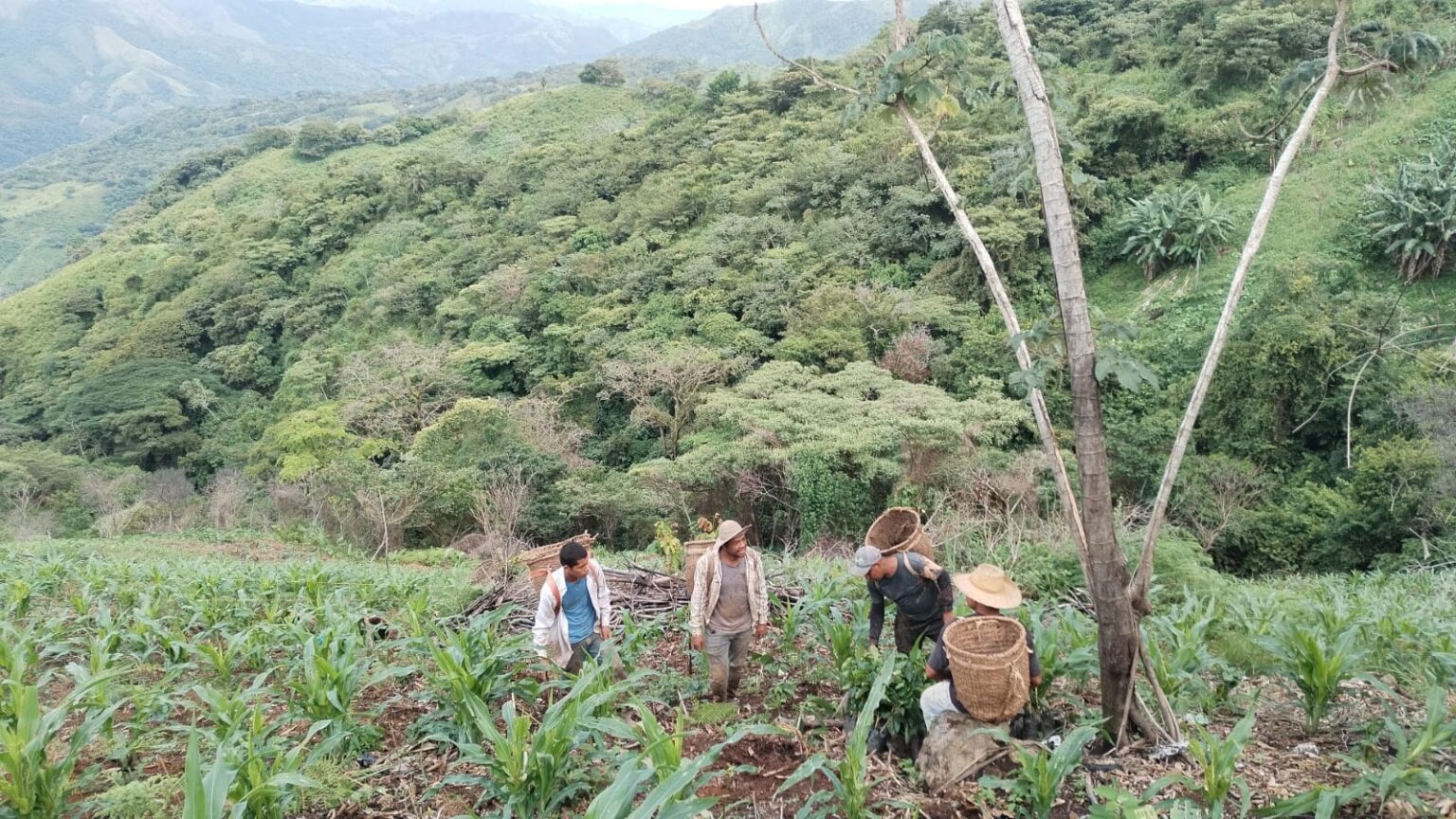 Fortalecen producción de café en Coclé - Ministerio de Desarrollo ...