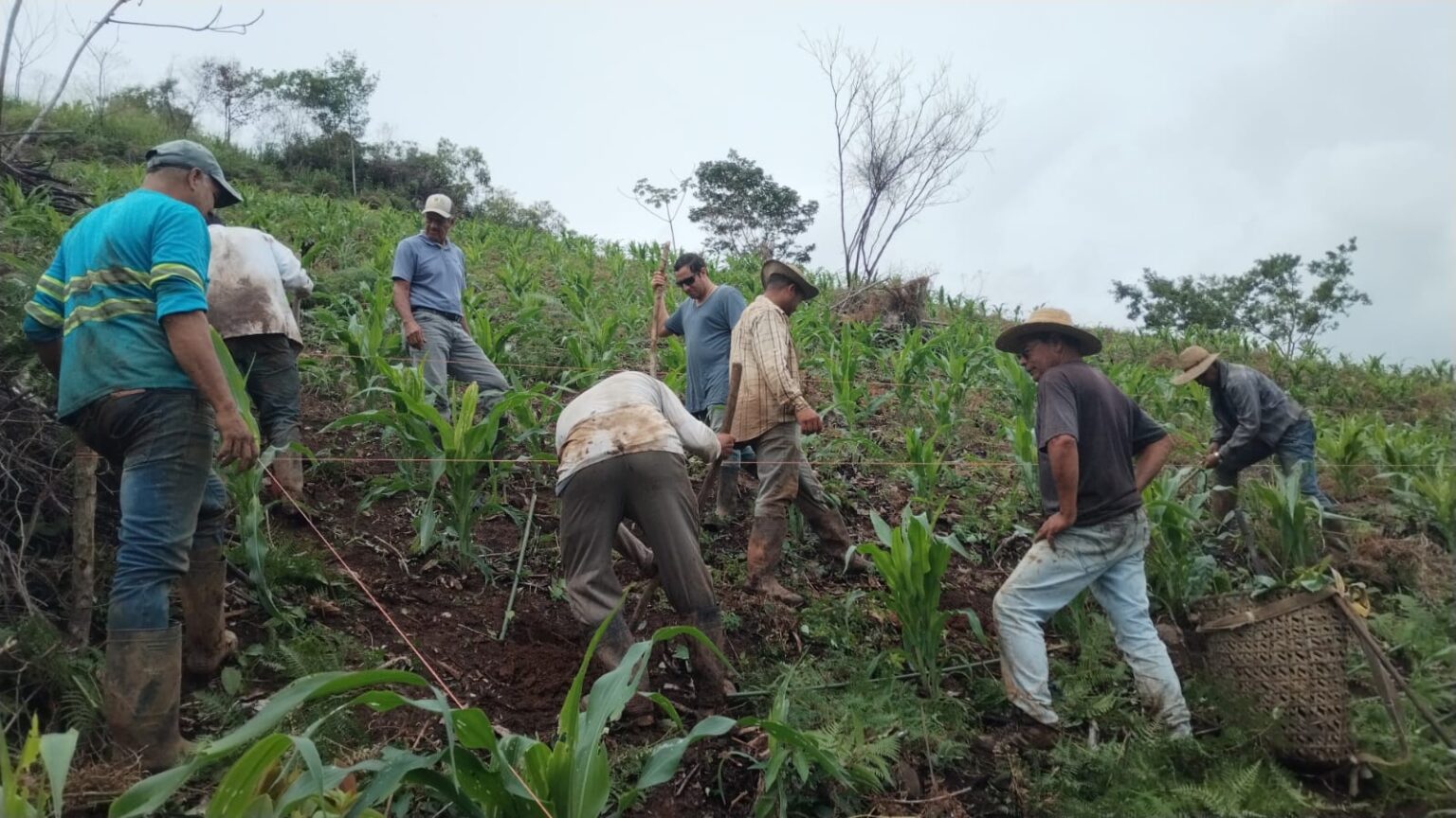 Fortalecen producción de café en Coclé - Ministerio de Desarrollo ...