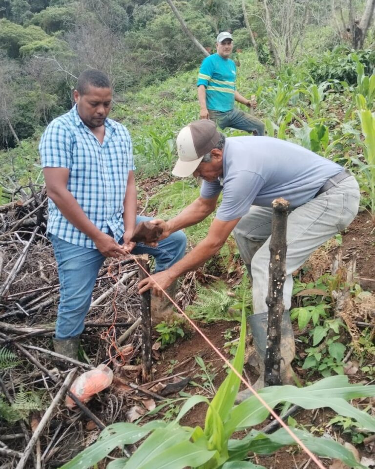 Fortalecen producción de café en Coclé - Ministerio de Desarrollo ...
