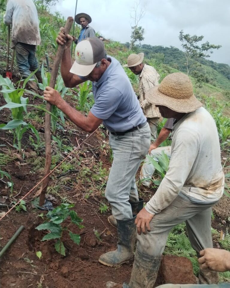 Fortalecen producción de café en Coclé - Ministerio de Desarrollo ...