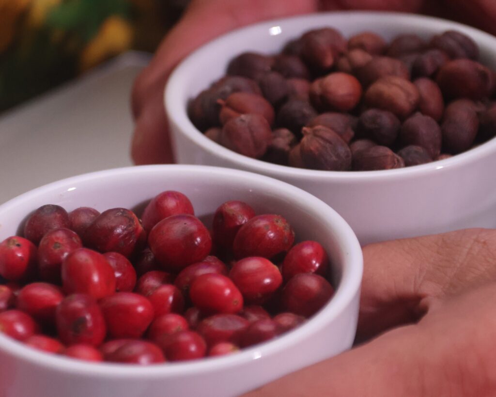 MIDA destaca el potencial del café robusta como motor del agro panameño ...