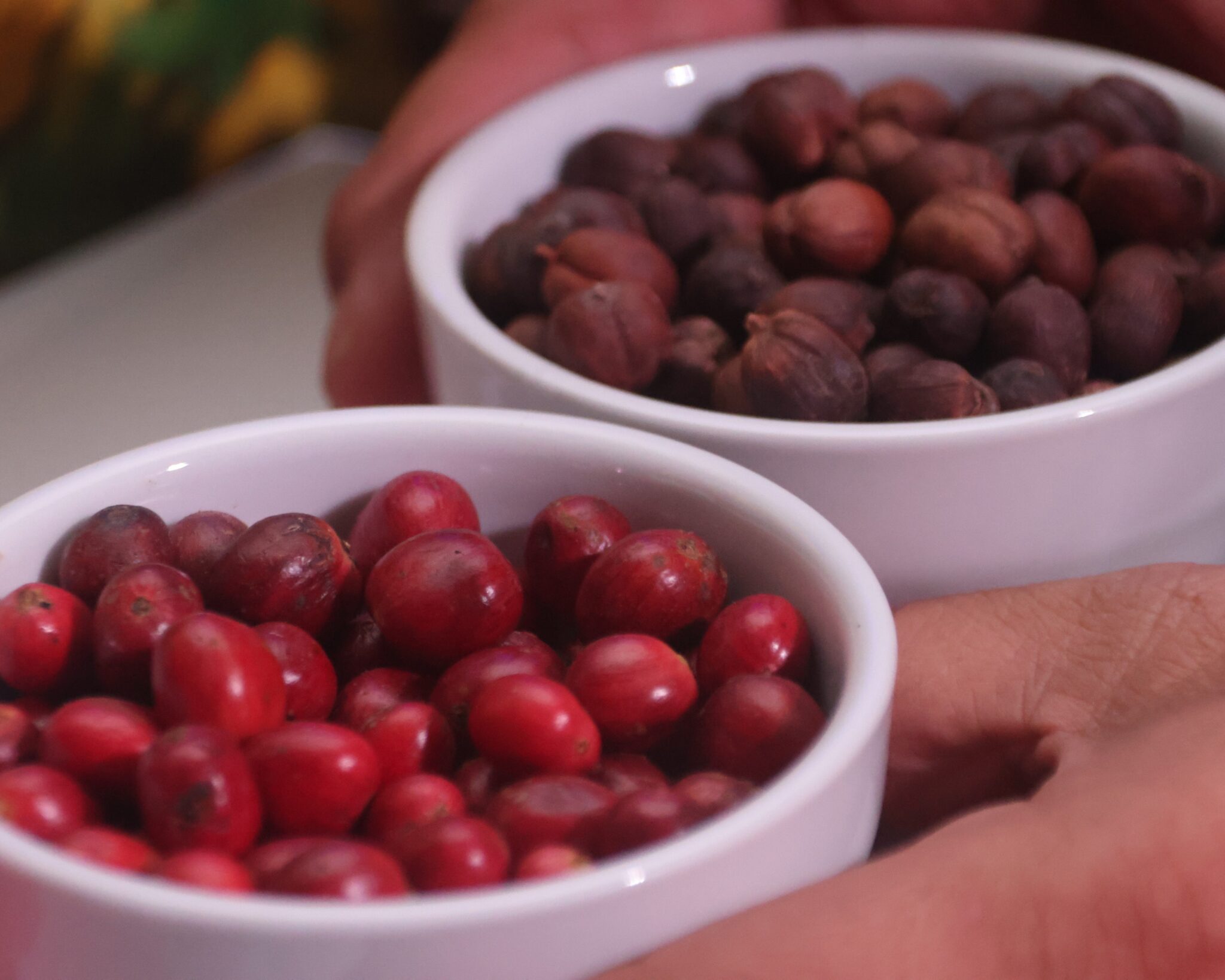 MIDA destaca el potencial del café robusta como motor del agro panameño ...