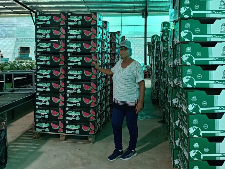 Empresas de Herrera inician la zafra 2026 con exportaciones de sandía a ...